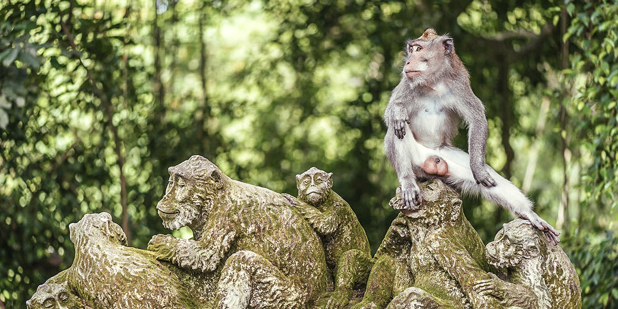 Visiter UBUD foret singe monkey forest - FMR blog voyage 2 - FMR Blog ...