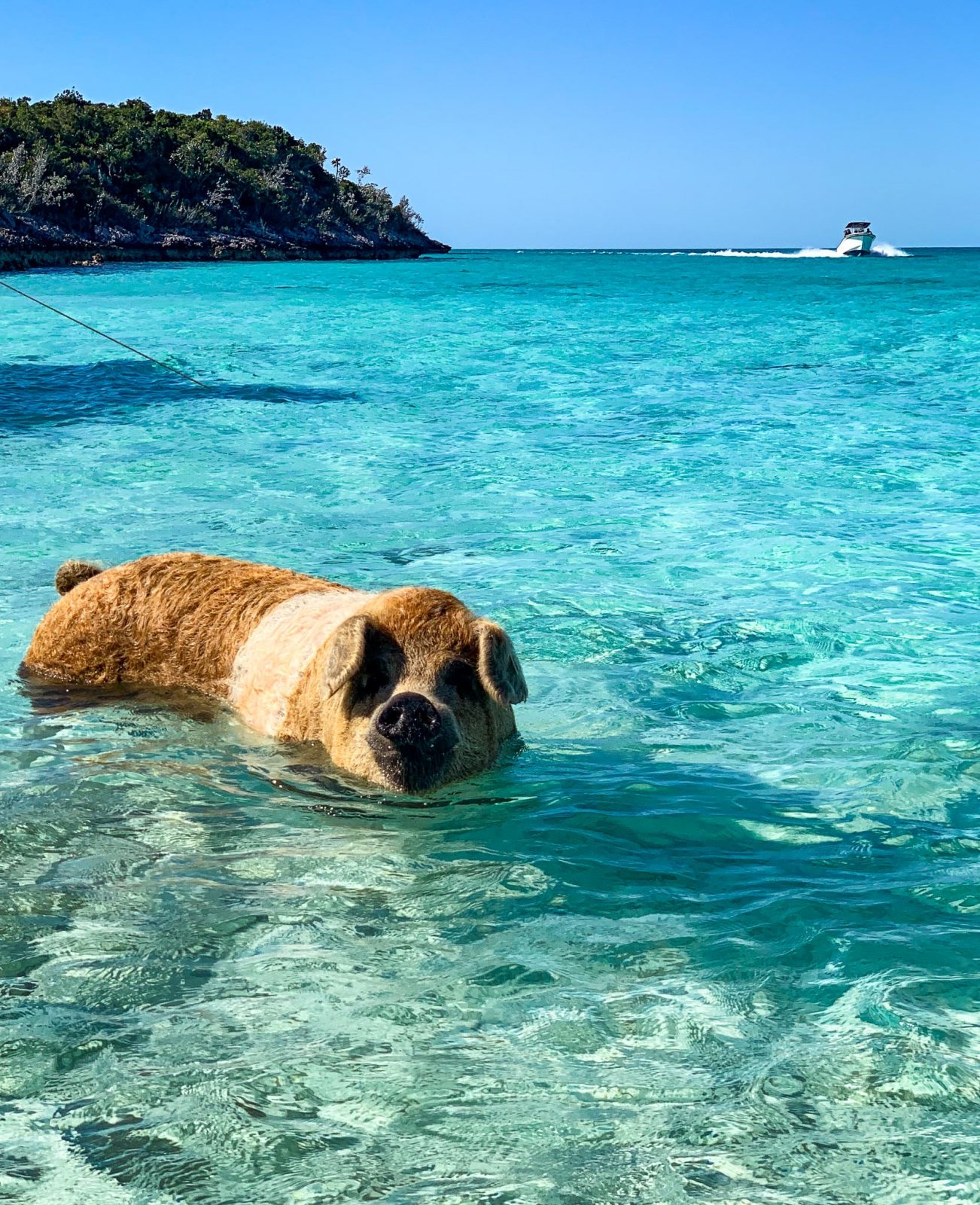 PIG ISLAND BAHAMAS - Ile aux cochons exumas - FMR blog voyage - FMR ...
